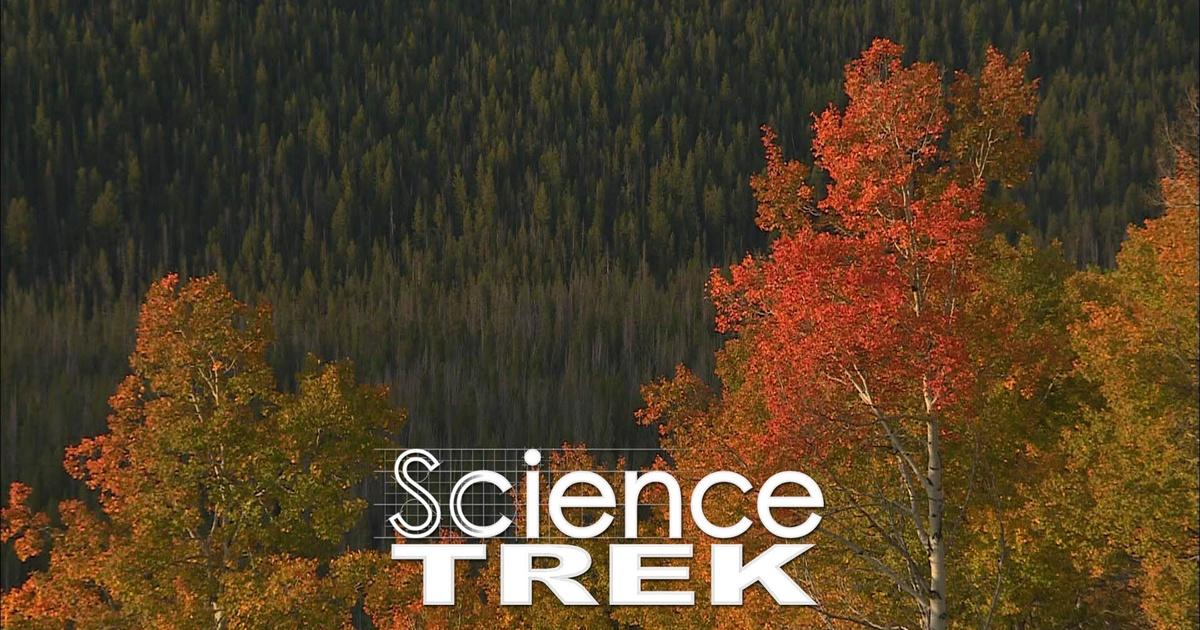 Science Trek Trees Tree Truths Pbs