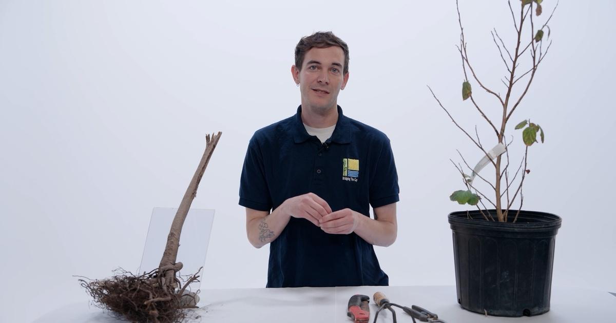 The Politics of Trees | 5 Tree Planting Mistakes You're Probably Making ...