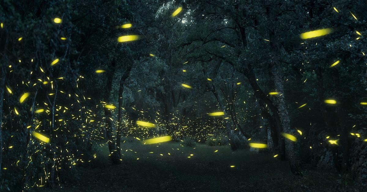 Texas Parks and Wildlife | Fireflies, RC Planes, West Texas Stewards ...