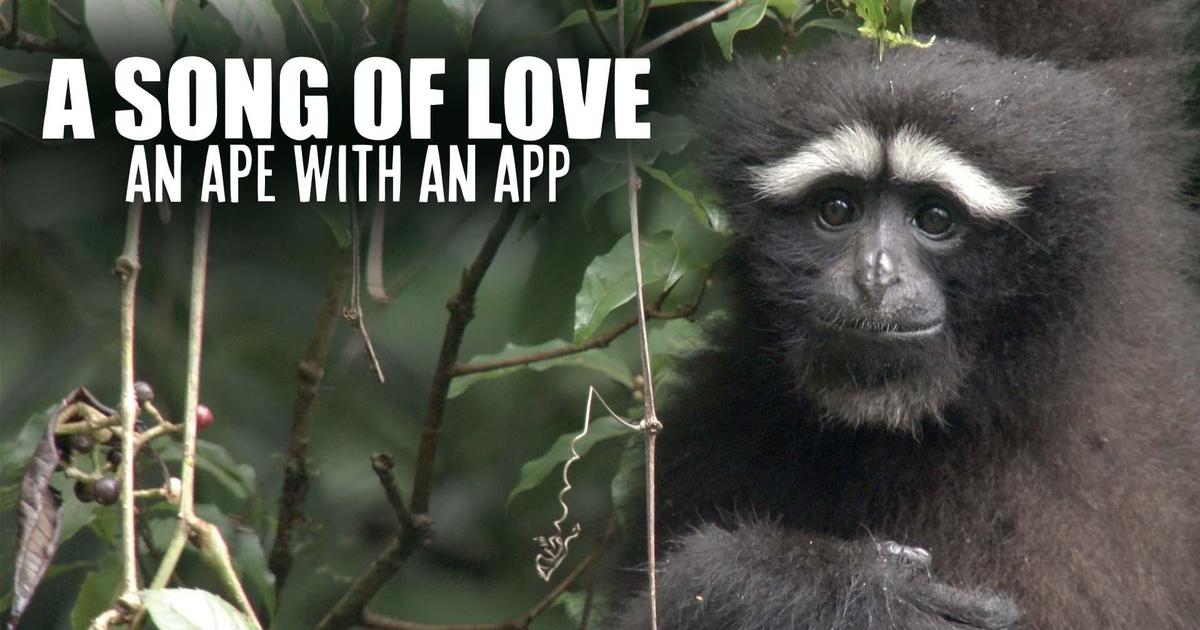 A Song for Love: An Ape with an App | PBS