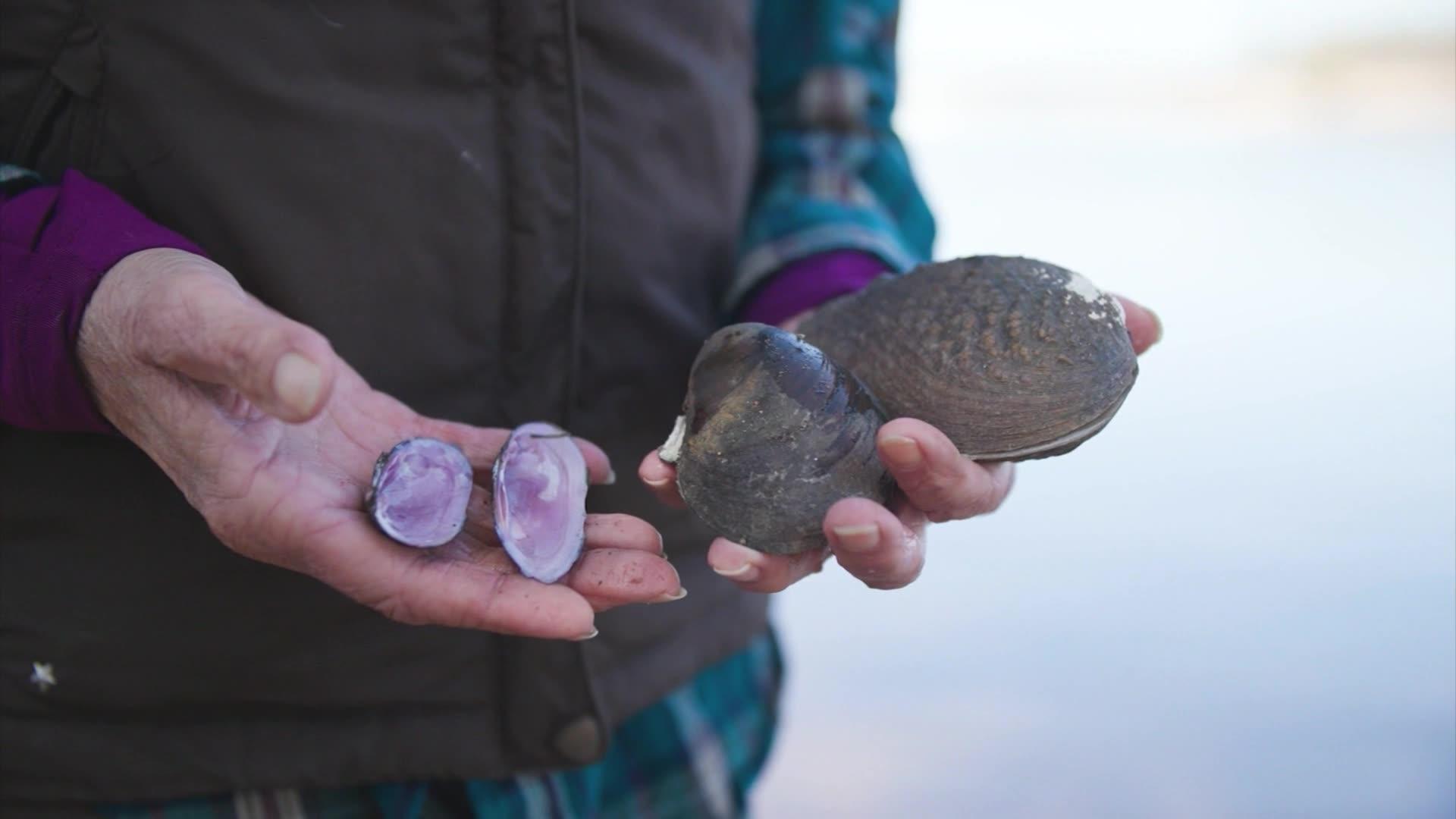 How Wisconsin is trying to save its freshwater mussels | PBS News Hour ...