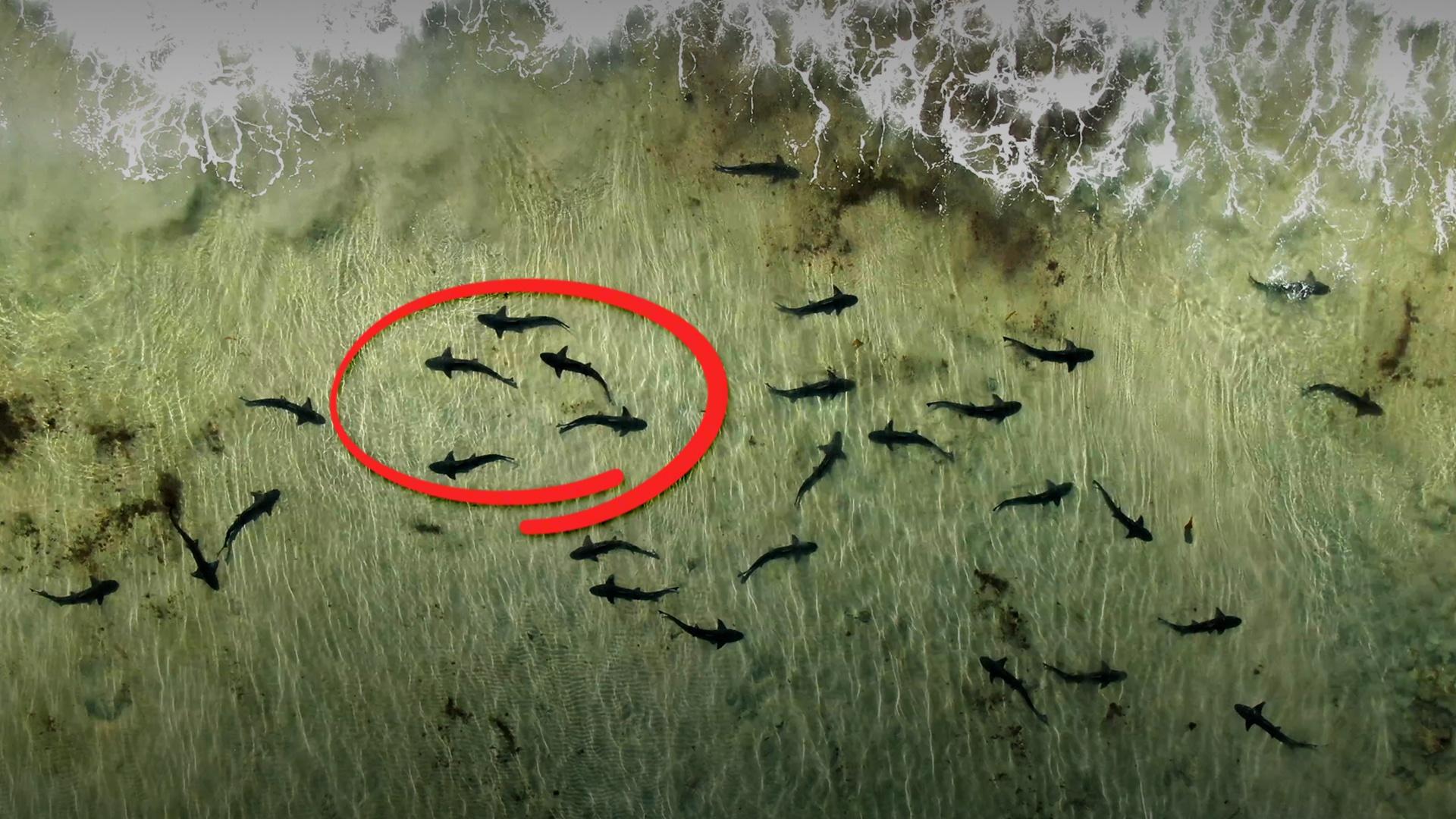 Something Strange Is Happening With These Leopard Sharks | Sharks ...