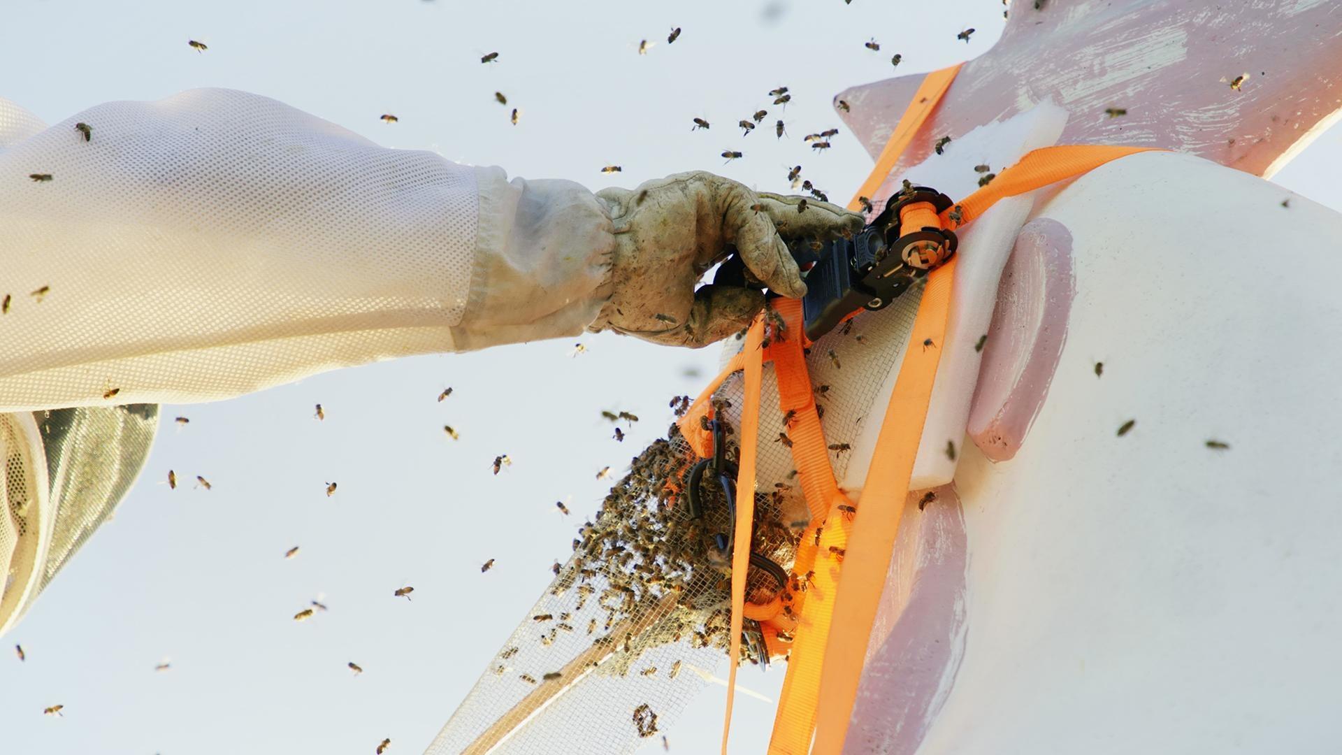 The Business of Bees | Charlie Bee Company