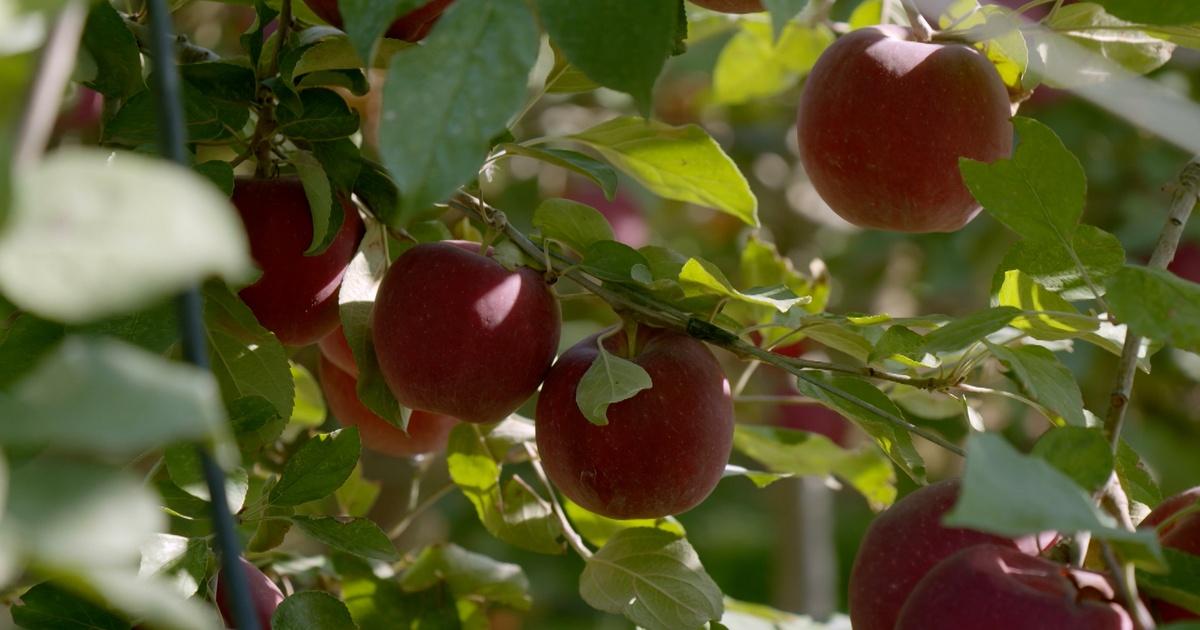 Washington Grown | Washington Apples PREVIEW | Season 11 | Episode 1105 ...