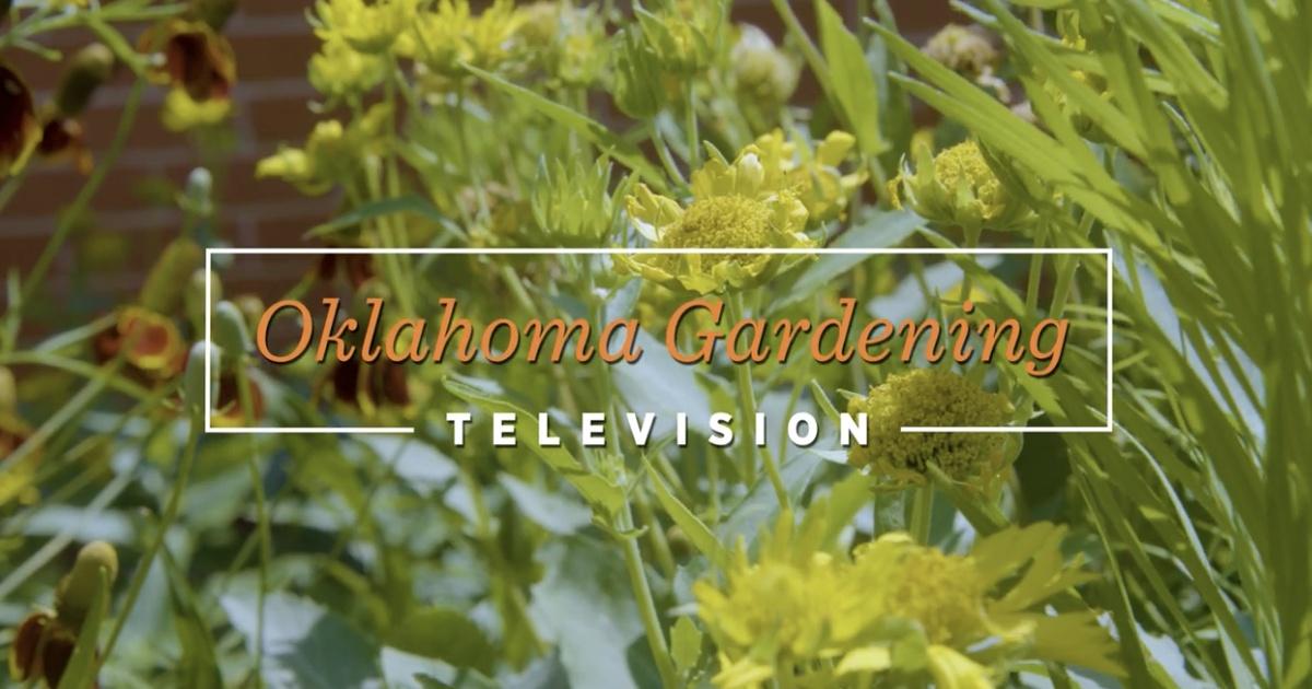 Oklahoma Gardening | Growing Native Plants on the Best of Oklahoma ...