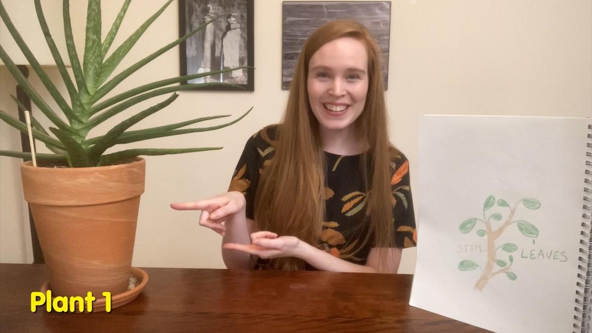 PLANT DETECTIVES | Let's Learn | THIRTEEN - New York Public Media