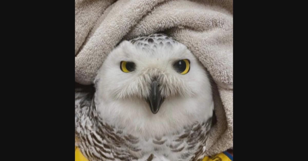 Chicago Tonight | Snowy Owl Latest Victim of Rat Poison | Season 2022 | PBS