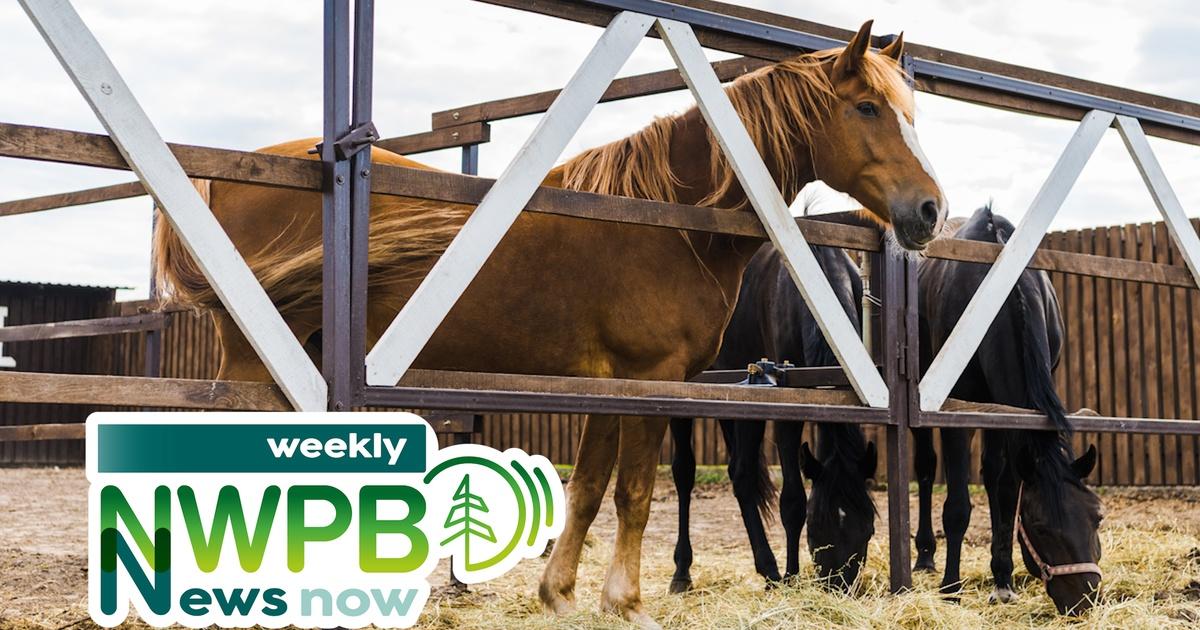 NWPB Weekly News Now | Deadly Equine Virus Found in Washington and an ...