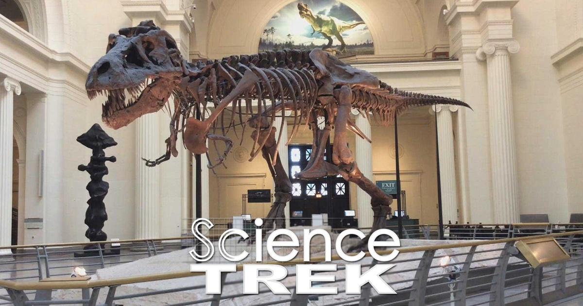 Science Trek | Dinosaurs: Dinosaur Basics | PBS