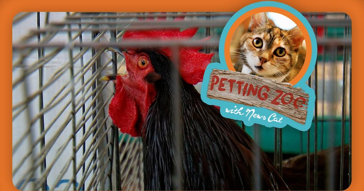 NewsDepth | Petting Zoo: Rooster Crowing Contest | Season 53 | Episode ...