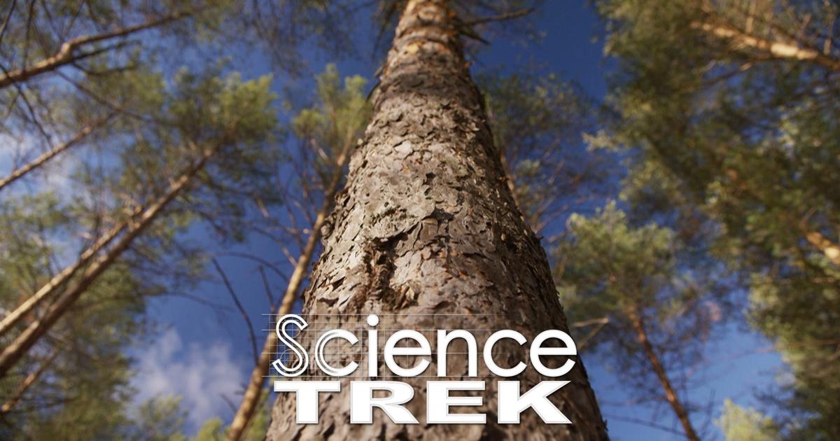 Science Trek | Forests: What Type is Your Forest? | PBS