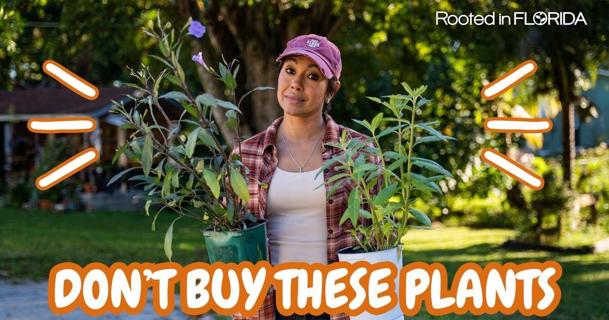 Rooted in Florida | Invasive Plants in Florida You Should Know About | PBS