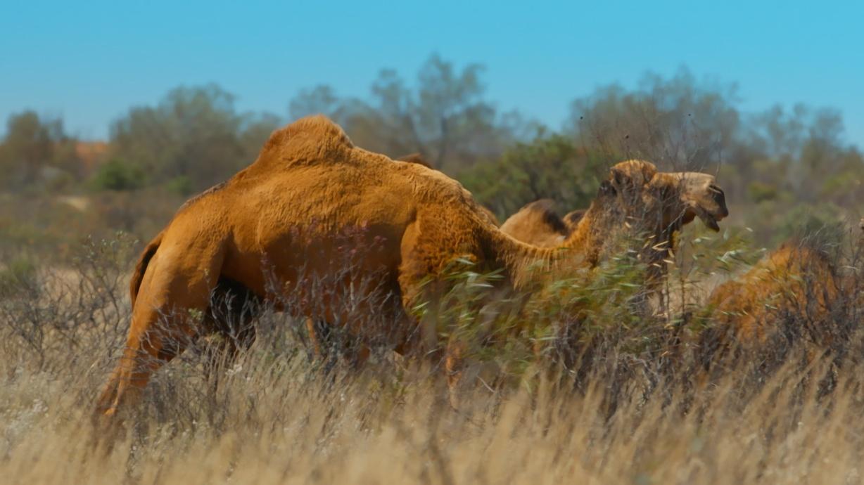 Camel Crisis in the Australian Outback | Watch on PBS Wisconsin