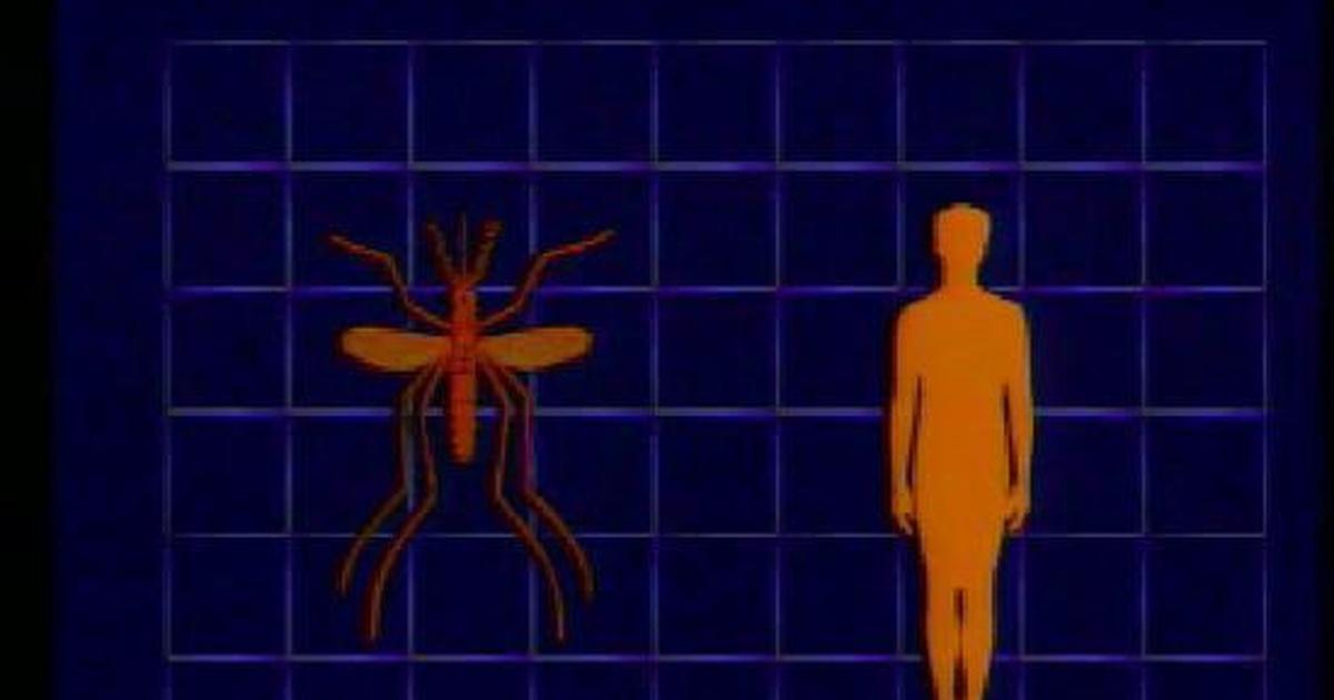 Mosquito! | Mosquito's History And Science | PBS