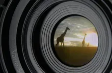 NOVA | Saving the Right Whale | Season 50 | Episode 7 | PBS