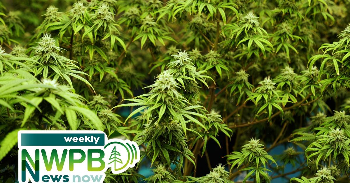 NWPB Weekly News Now | PBS