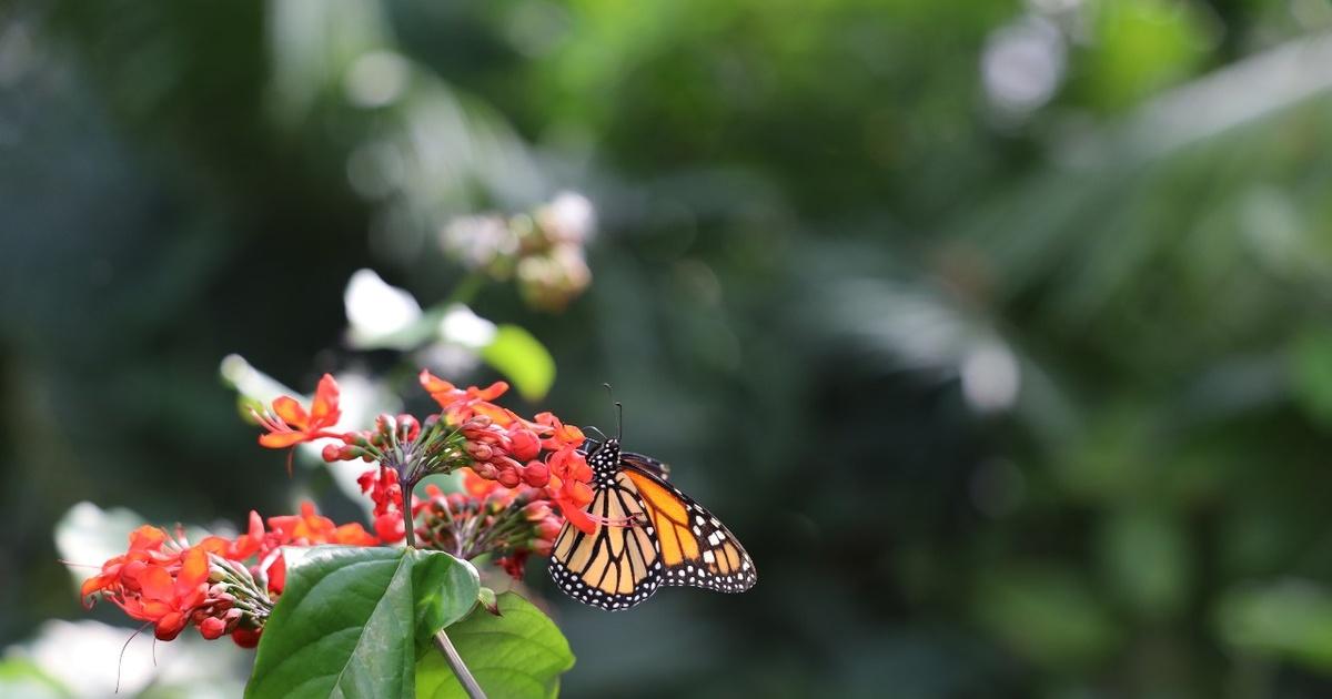 Colorado Voices | Monarch Magic at Butterfly Pavilion | PBS