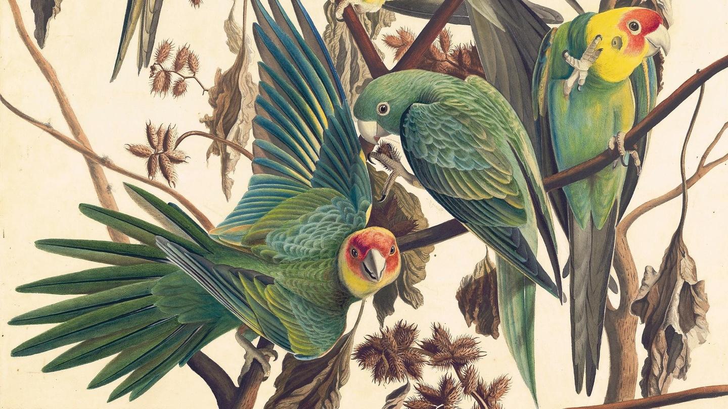 Audubon | Video | THIRTEEN - New York Public Media