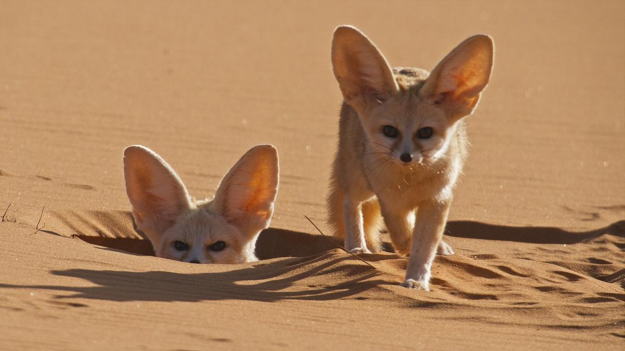 Preview of Dogs in the Wild: Meet the Family | Watch on PBS Wisconsin