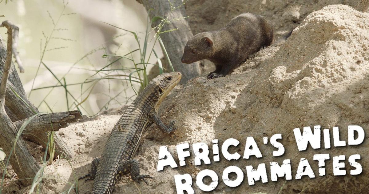 Africa's Wild Roommates | Africa's Wild Roommates: How Animals Share ...