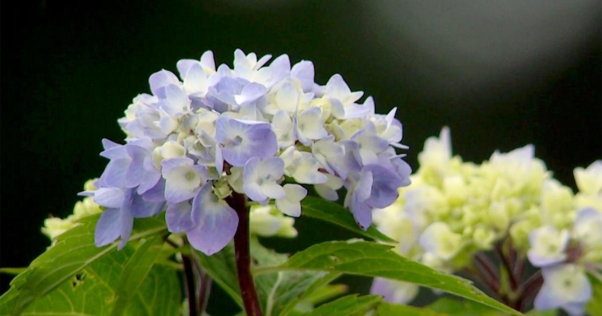 Virginia Home Grown | Hydrangea Bloom Color | Season 21 | Episode 4 | PBS