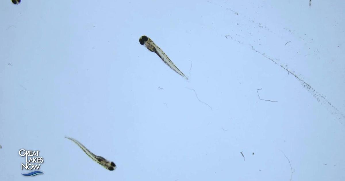 Great Lakes Now | PFAS and Zebrafish | Season 1 | Episode 9 | PBS