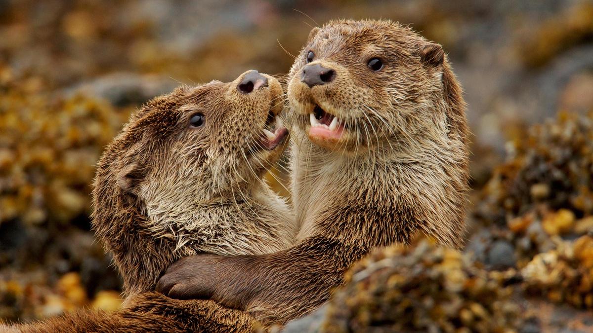 Charlie & the Curious Otters | Nature | THIRTEEN - New York Public Media