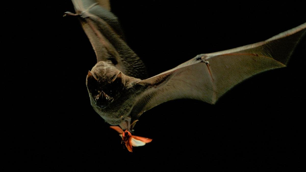 The Evolutionary Race Between Moths and Bats | Bugs That Rule the World ...