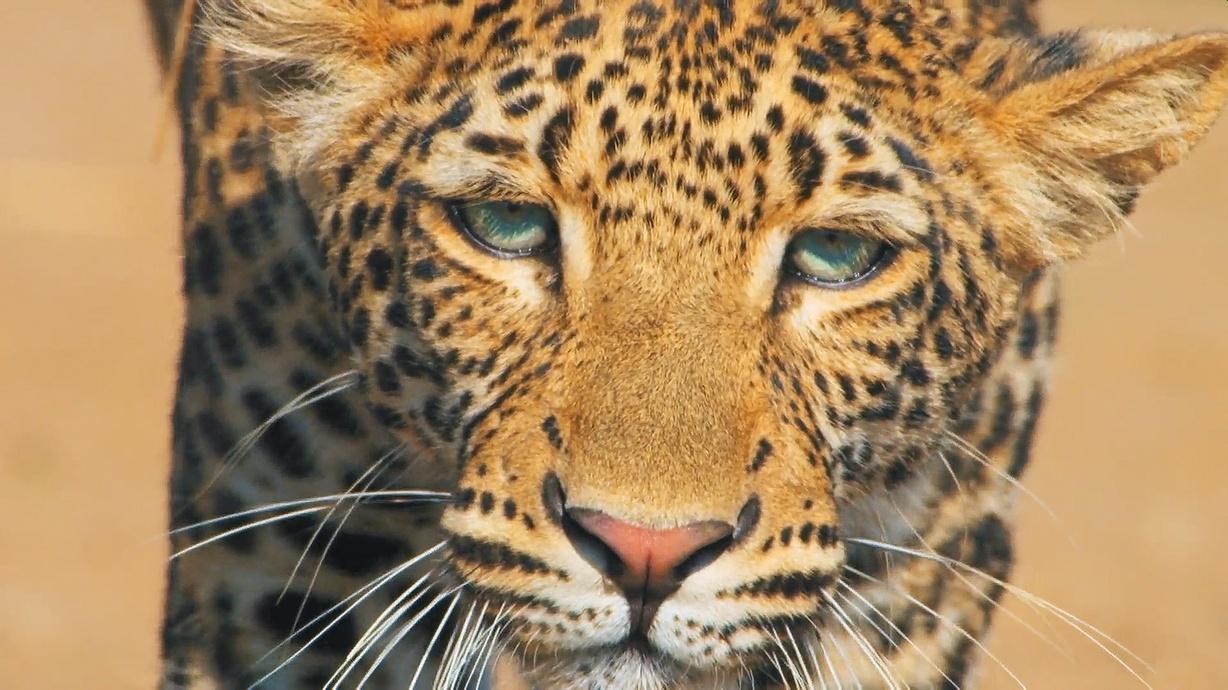 Young Leopard Learns How to Successfully Hunt | Watch on PBS Wisconsin
