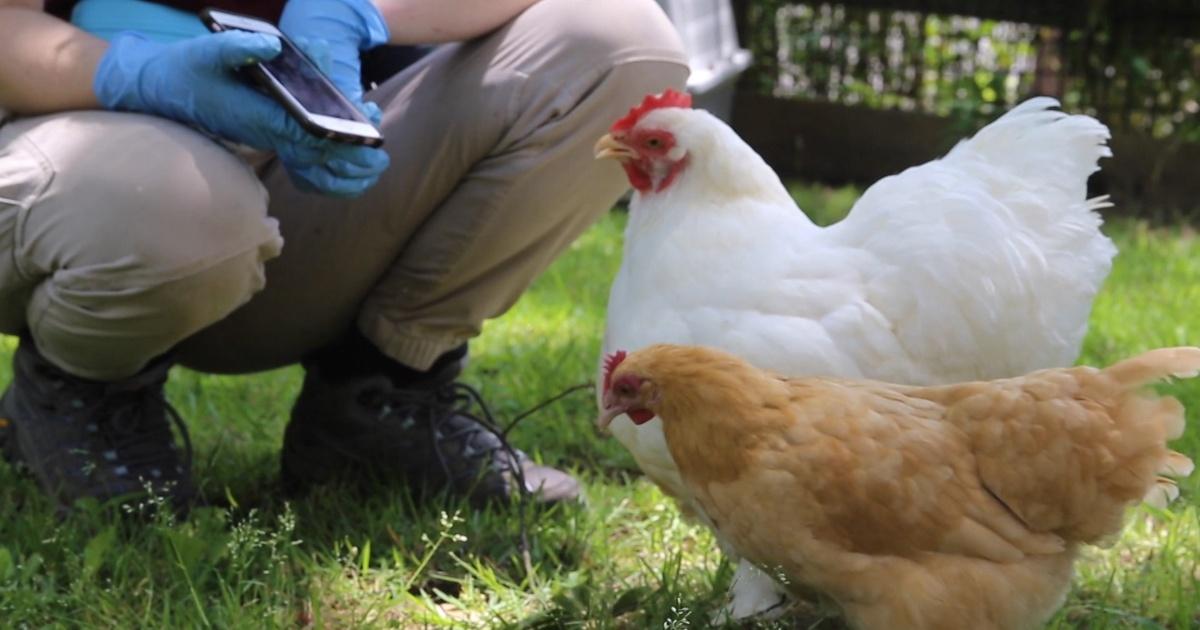 Camp TV | Chickens | Season 2020 | PBS