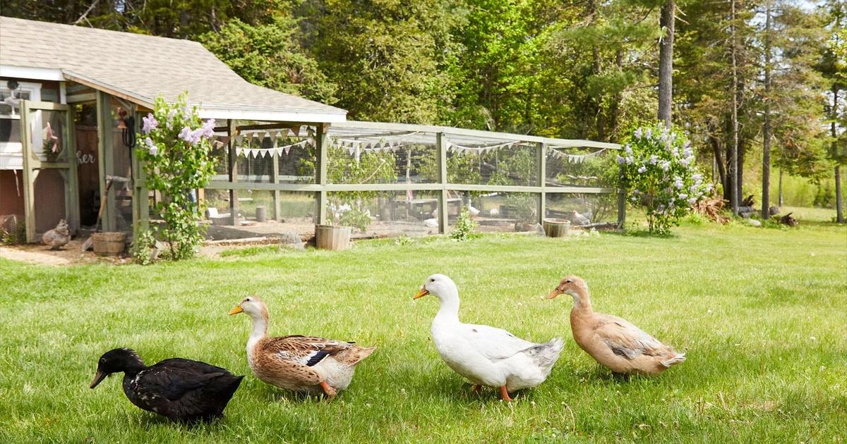 Welcome to My Farm | Duck Duck Goose | Season 2 | PBS