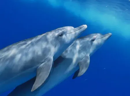 NOVA | NOVA Wonders What Are Animals Saying? | Season 45 | Episode 101 ...