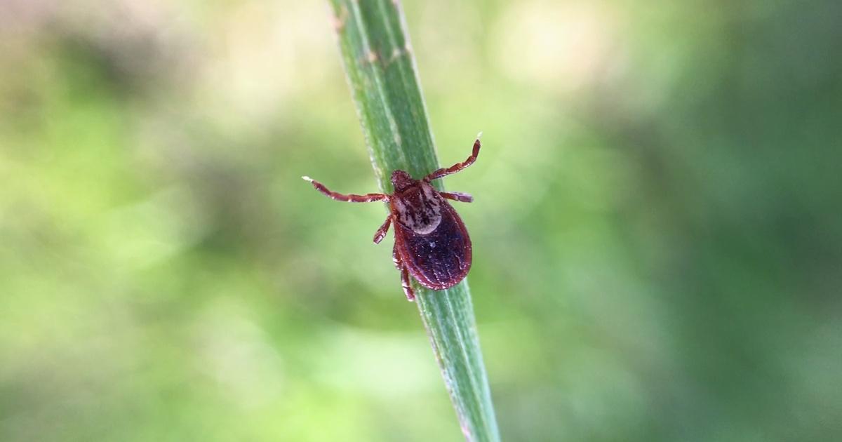 Backyard Farmer | Tick Bites and Grassy Weeds | PBS