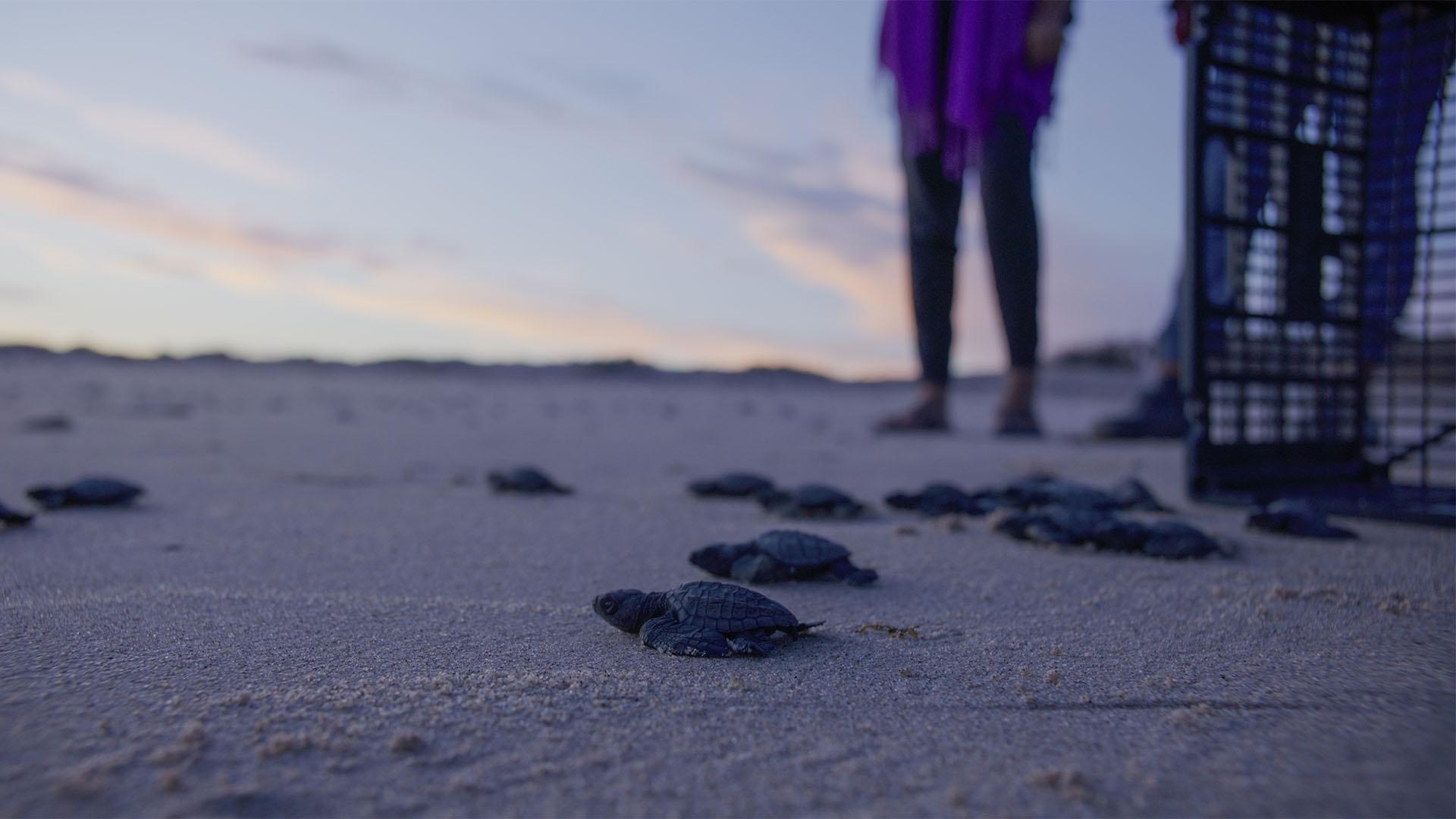 Turtle Hatching and Release | Dynamic Planet | THIRTEEN - New York ...