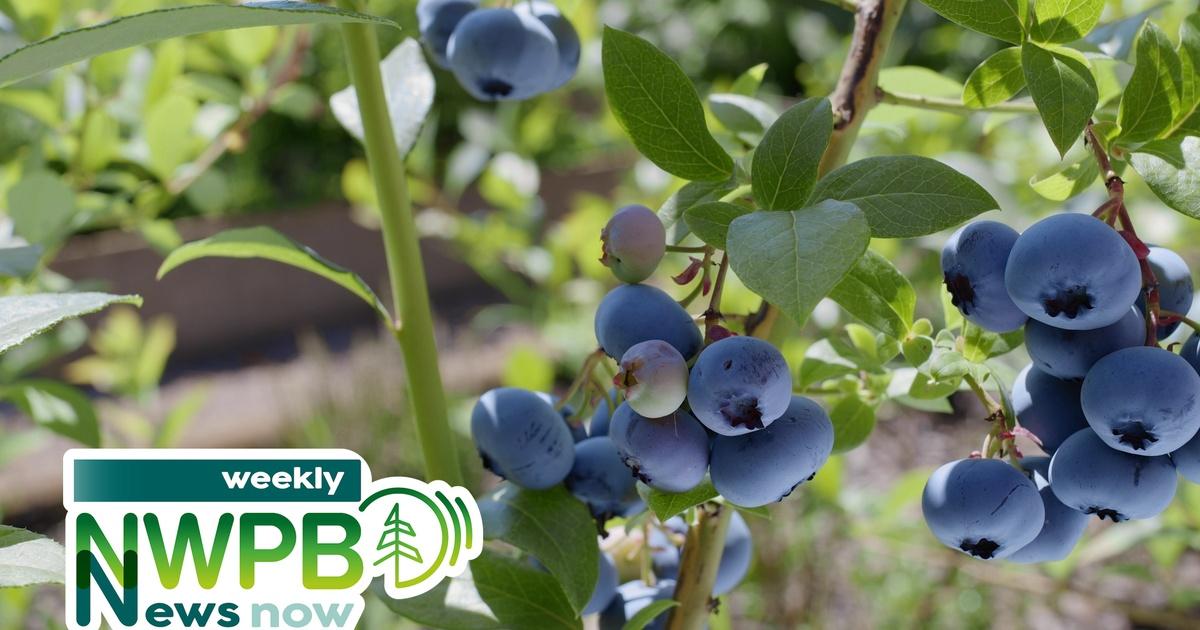 NWPB Weekly News Now | PBS