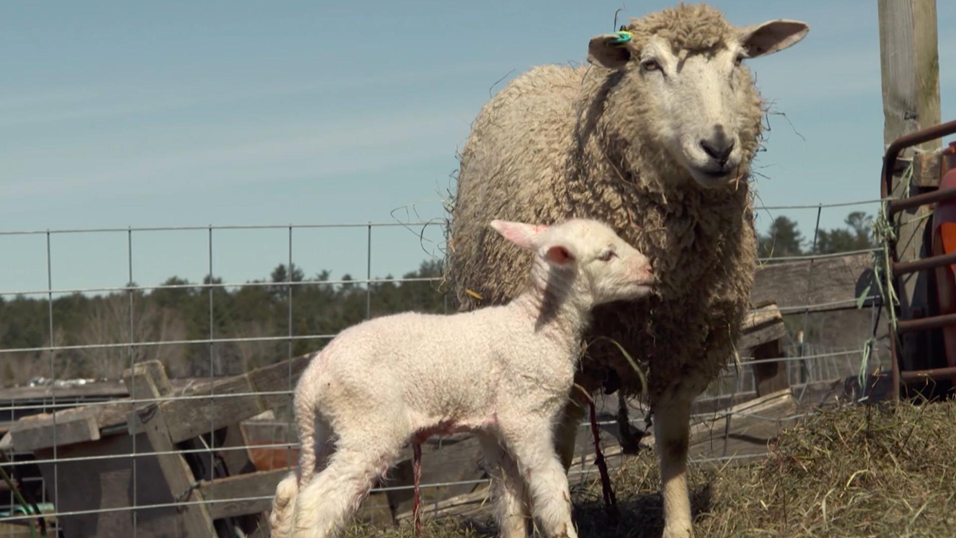 Watch a Lamb Being Born | Nature | THIRTEEN - New York Public Media