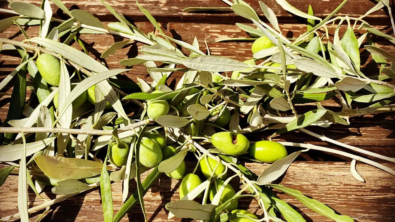 The Life of Loi: Mediterranean Secrets | The Land of Liquid Gold ...