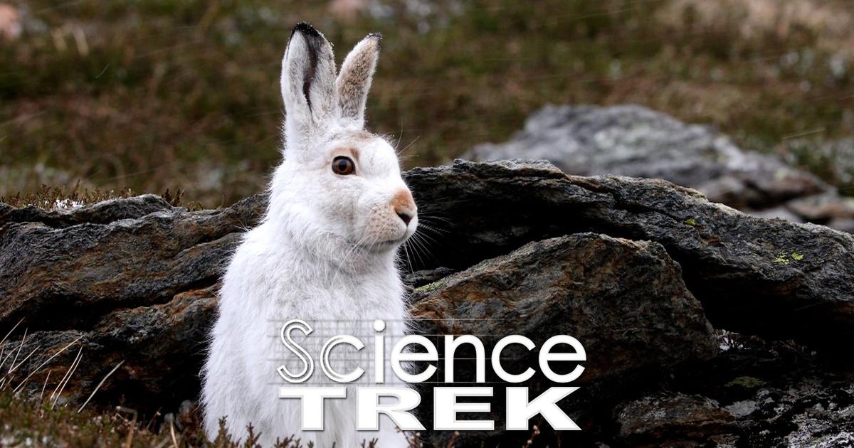 Science Trek | Rabbits: Rabbit Survival Guide | PBS