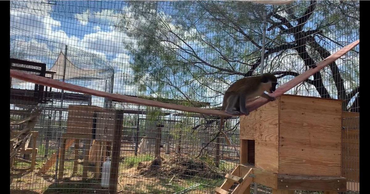 Chicago Tonight | Plan to Protect Primates Inspired by Chicago Monkey ...