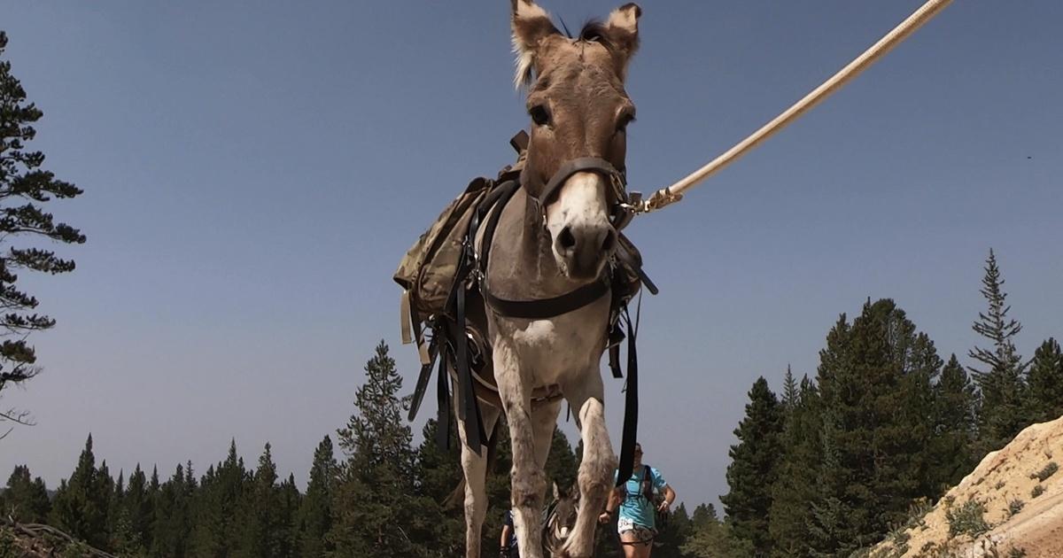 Colorado Voices | Colorado Summer Heritage Sport: Pack Burro Racing | PBS