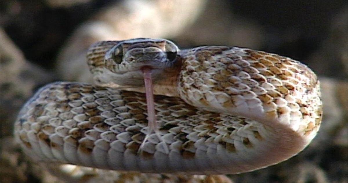 The Desert Speaks | The Natural History of the Baja | Season 4 ...