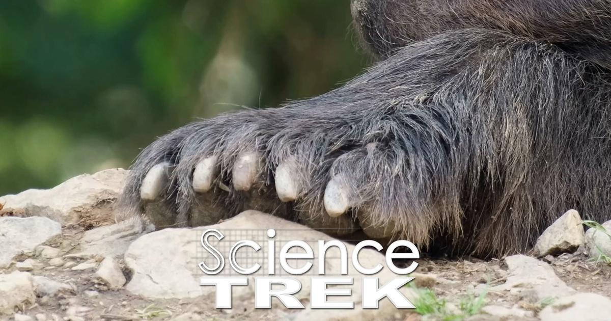 Science Trek | Bears: Paws and Claws | PBS