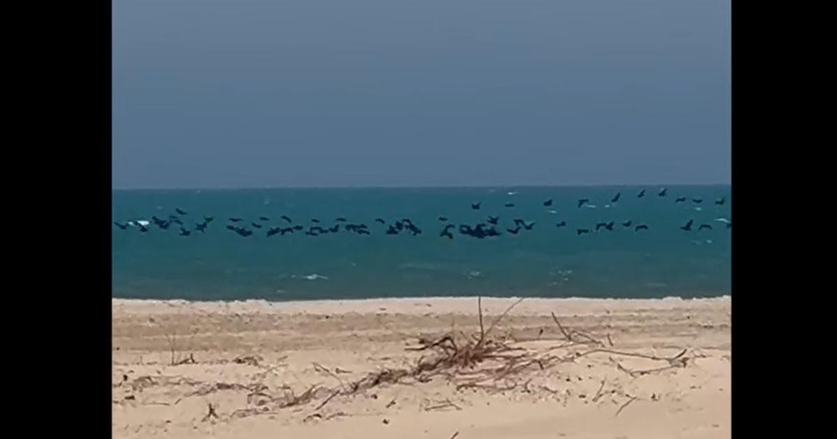 Chicago Tonight | Birds Migrate Over Lake Michigan | Season 2025 | PBS