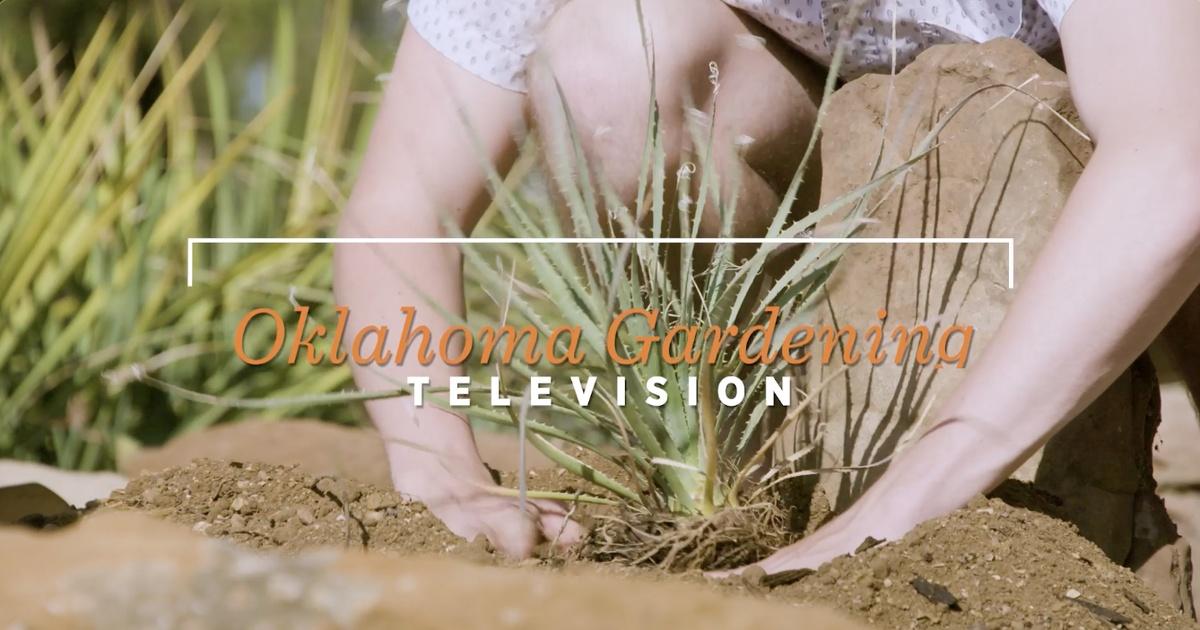 Oklahoma Gardening | Rock Garden Renovation (Best of Oklahoma Gardening ...