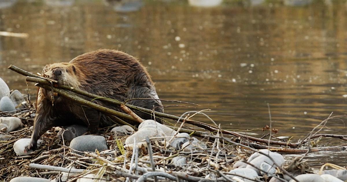SCI NC | Beavers Are Good Engineers. Can We Use Them? | PBS