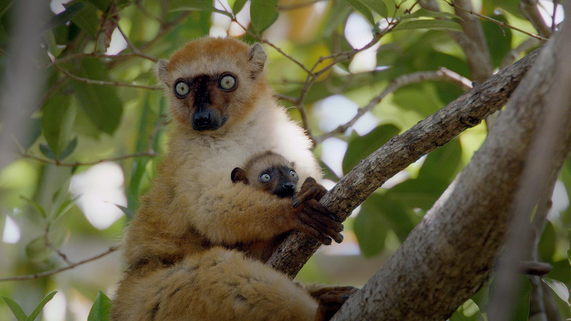 Preview of Primates: Episode One "Secrets of Survival" | Nature ...
