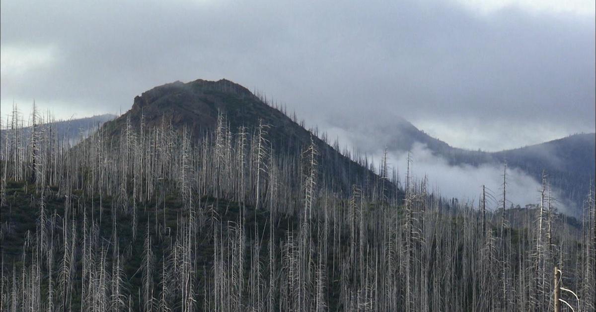Oregon Field Guide | Biscuit Fire 10 Years Later | PBS