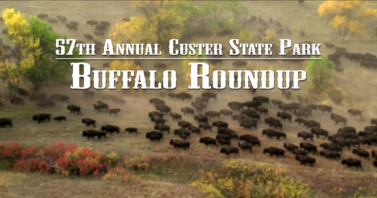 Custer State Park Buffalo Roundup | 2022 South Dakota Governor's ...