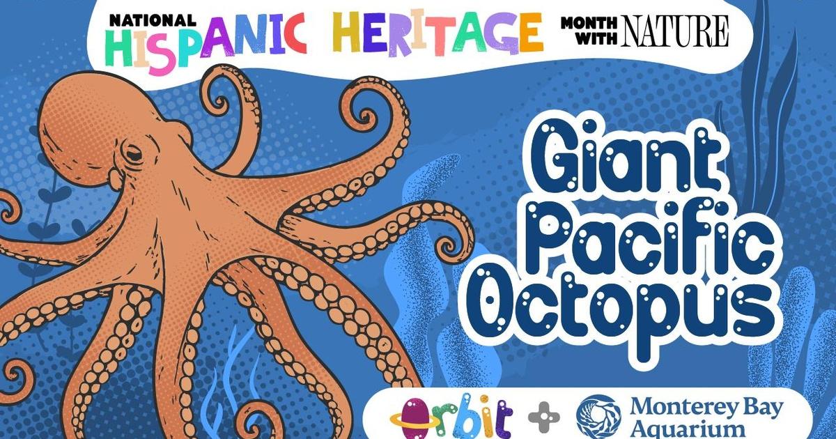 Nature | Giant Pacific Octopus: 8 arms and 9 brains | PBS
