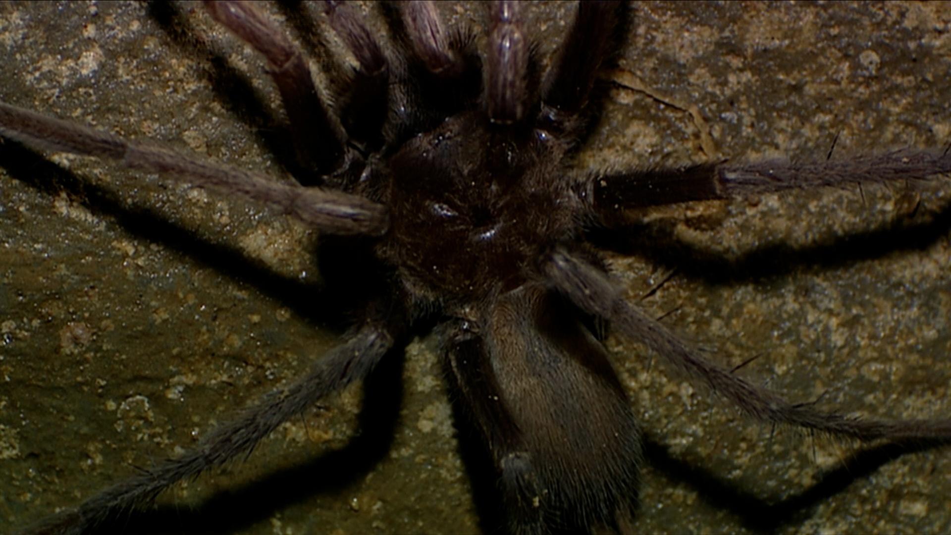 True Adventures of the Ultimate Spider Hunter | Nature | THIRTEEN - New ...
